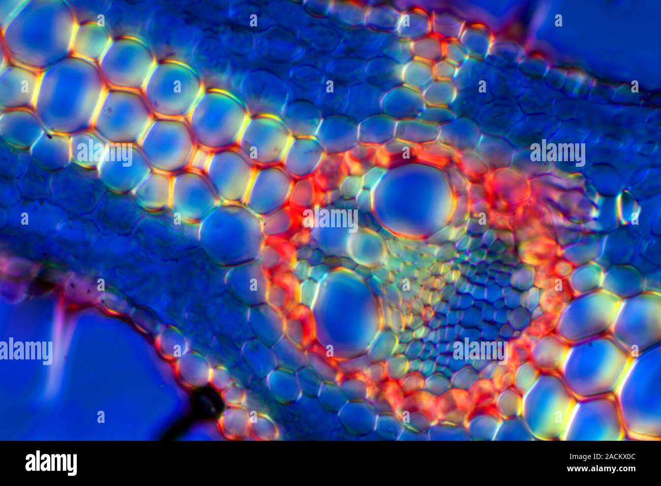 Ammophila arenaria leaf. Polarised light micrograph of a section ...