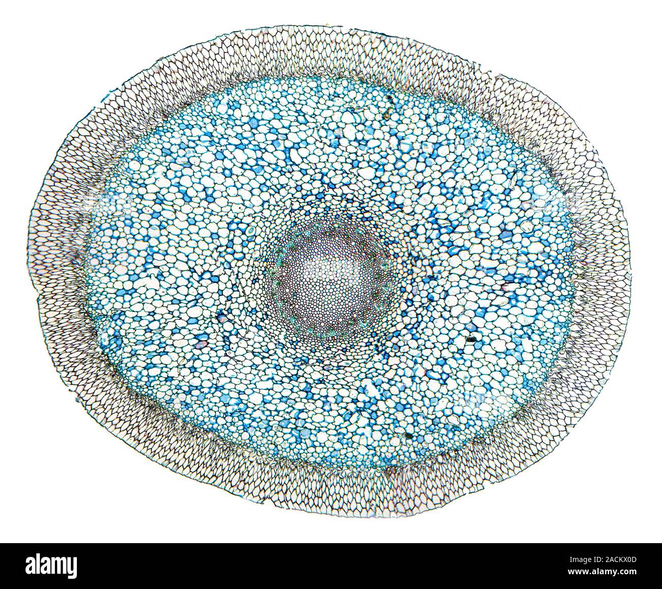 Dendrobium orchid root. Light micrograph of a section through an aerial ...