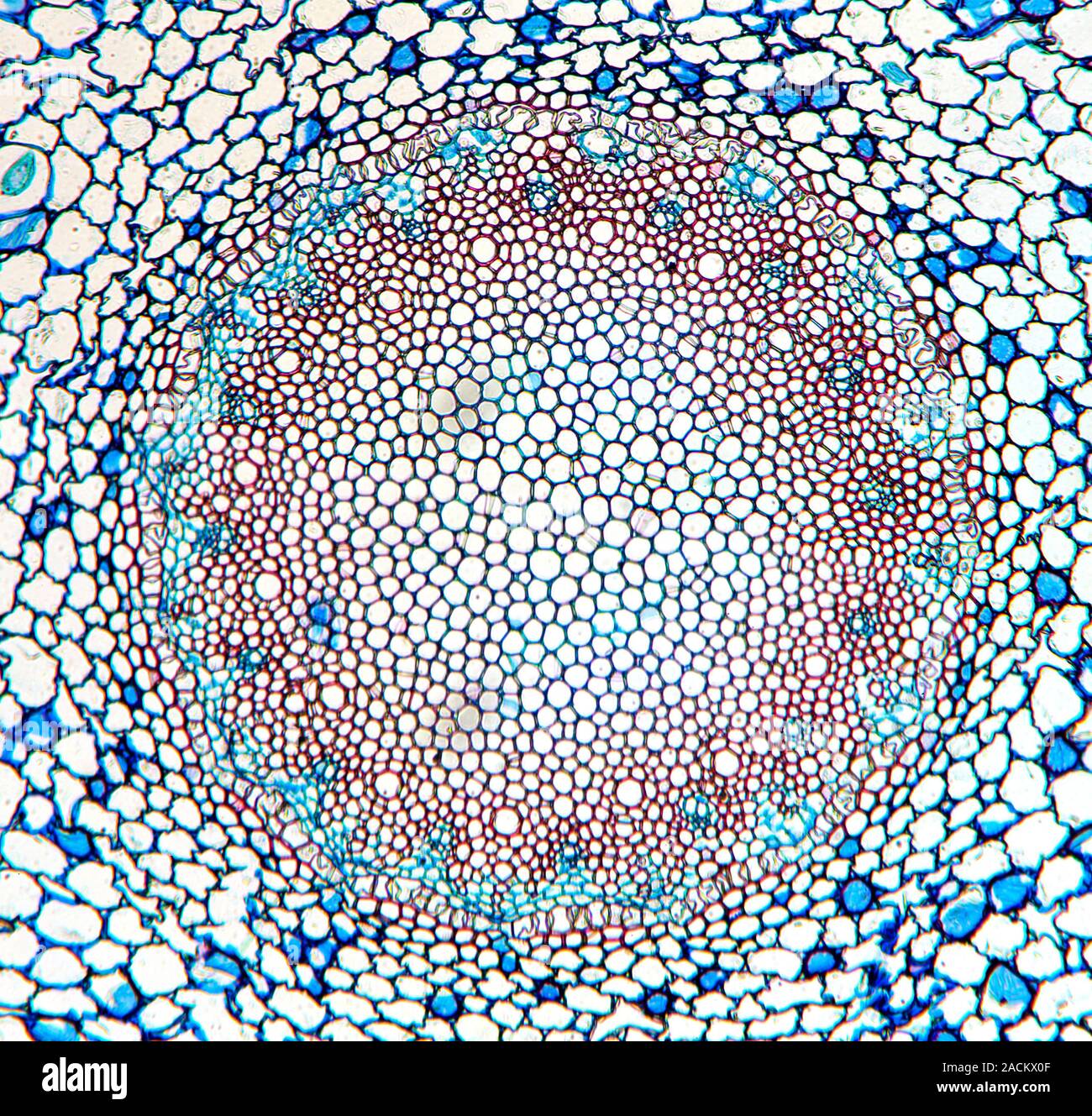 Dendrobium orchid root. Light micrograph of a section through an aerial ...