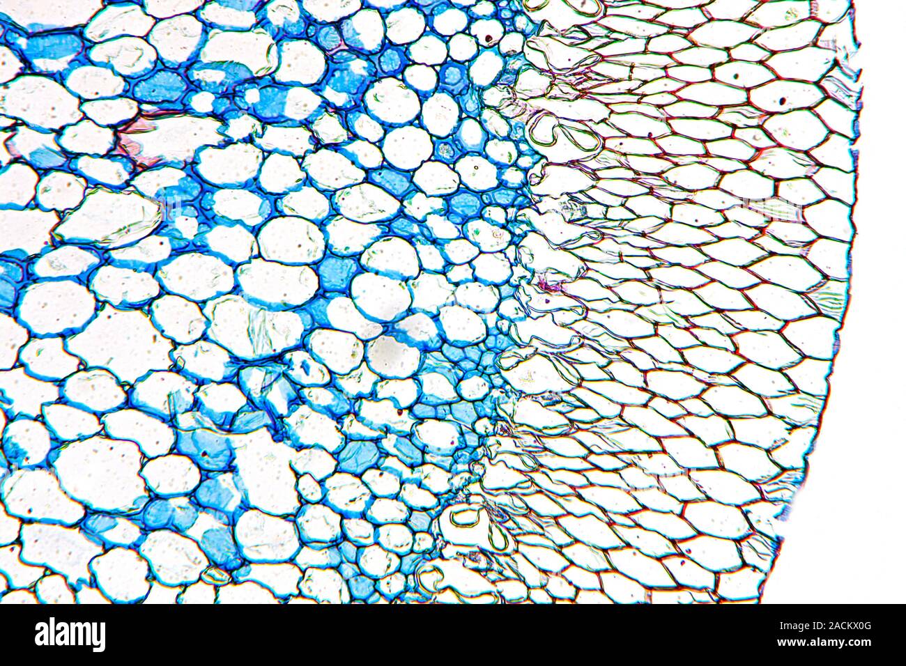 Dendrobium orchid root. Light micrograph of a section through an aerial ...