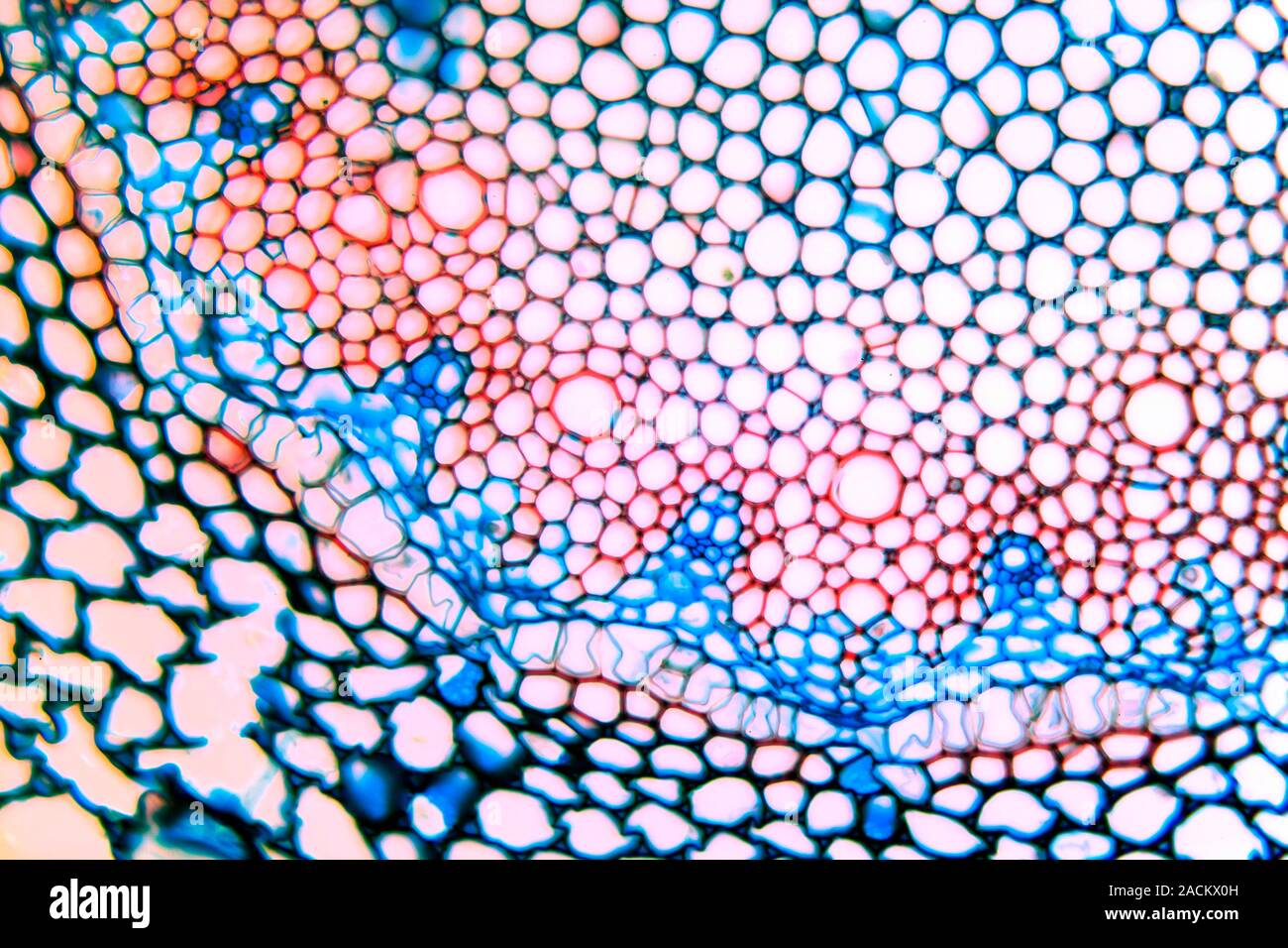 Dendrobium orchid root. Light micrograph of a section through an aerial ...