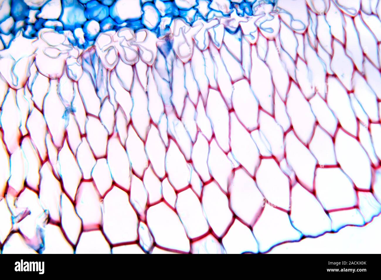 Dendrobium orchid root. Light micrograph of a section through an aerial ...