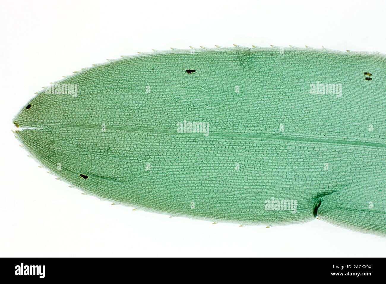 Canadian pondweed leaf. Light micrograph of a section through a leaf ...