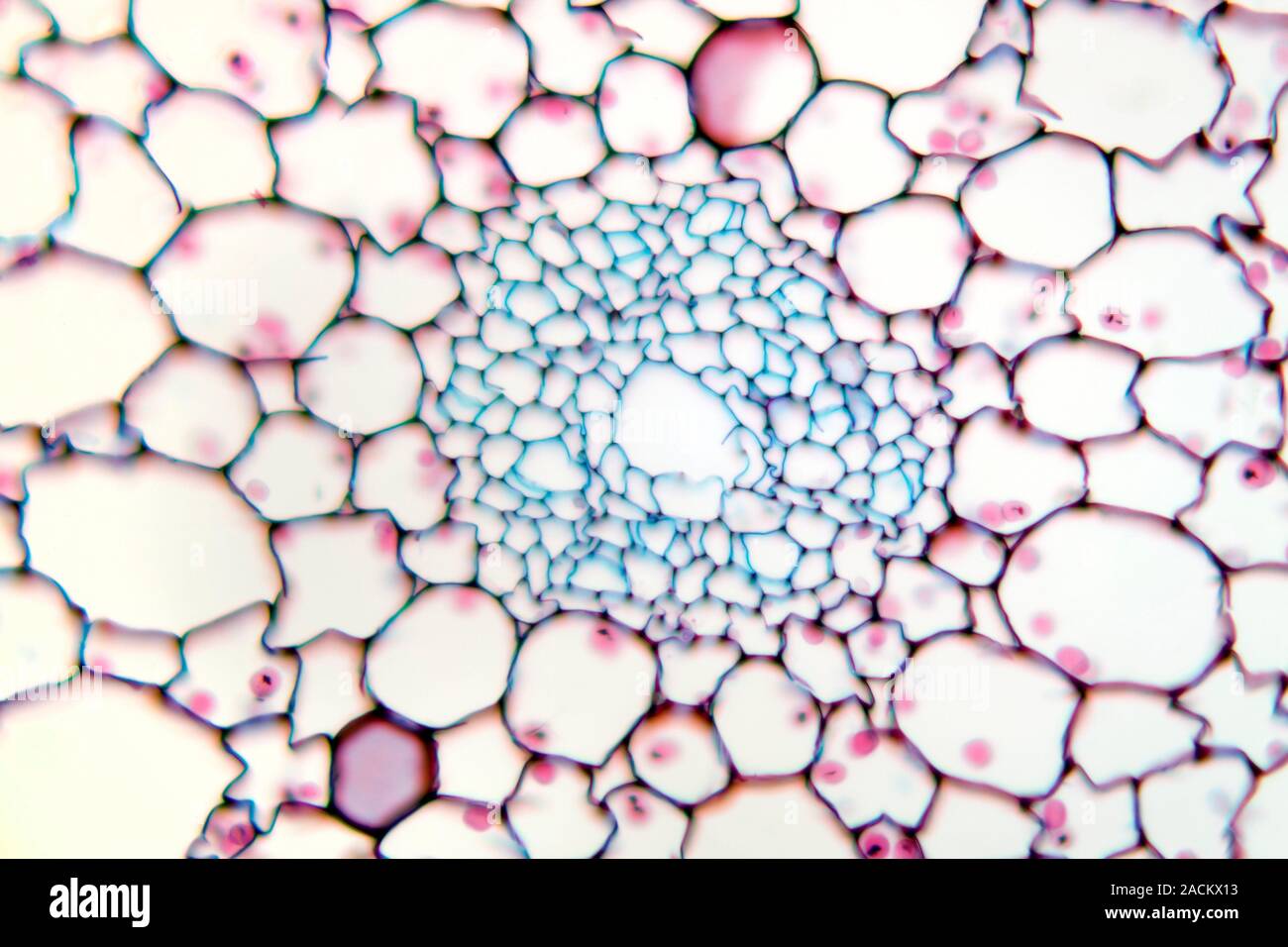 Canadian pondweed leaf. Light micrograph of a section through a leaf ...