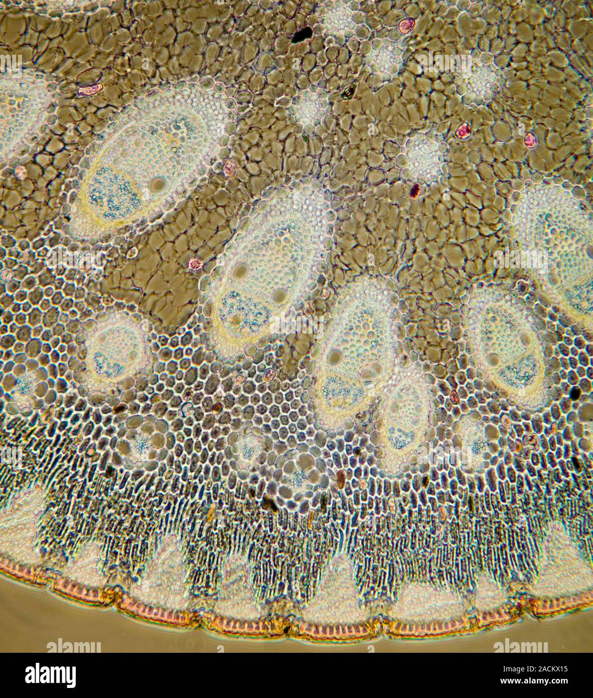 Sharp rush stem. Light micrograph of a section through the stem of a ...