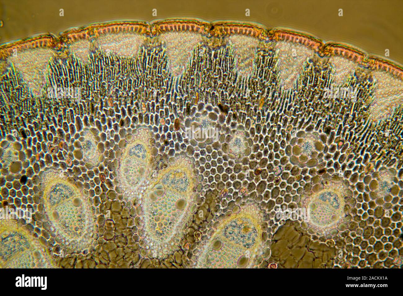 Sharp rush stem. Light micrograph of a section through the stem of a ...