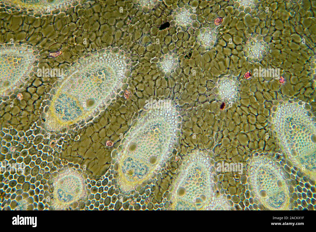 Sharp rush stem. Light micrograph of a section through the stem of a ...