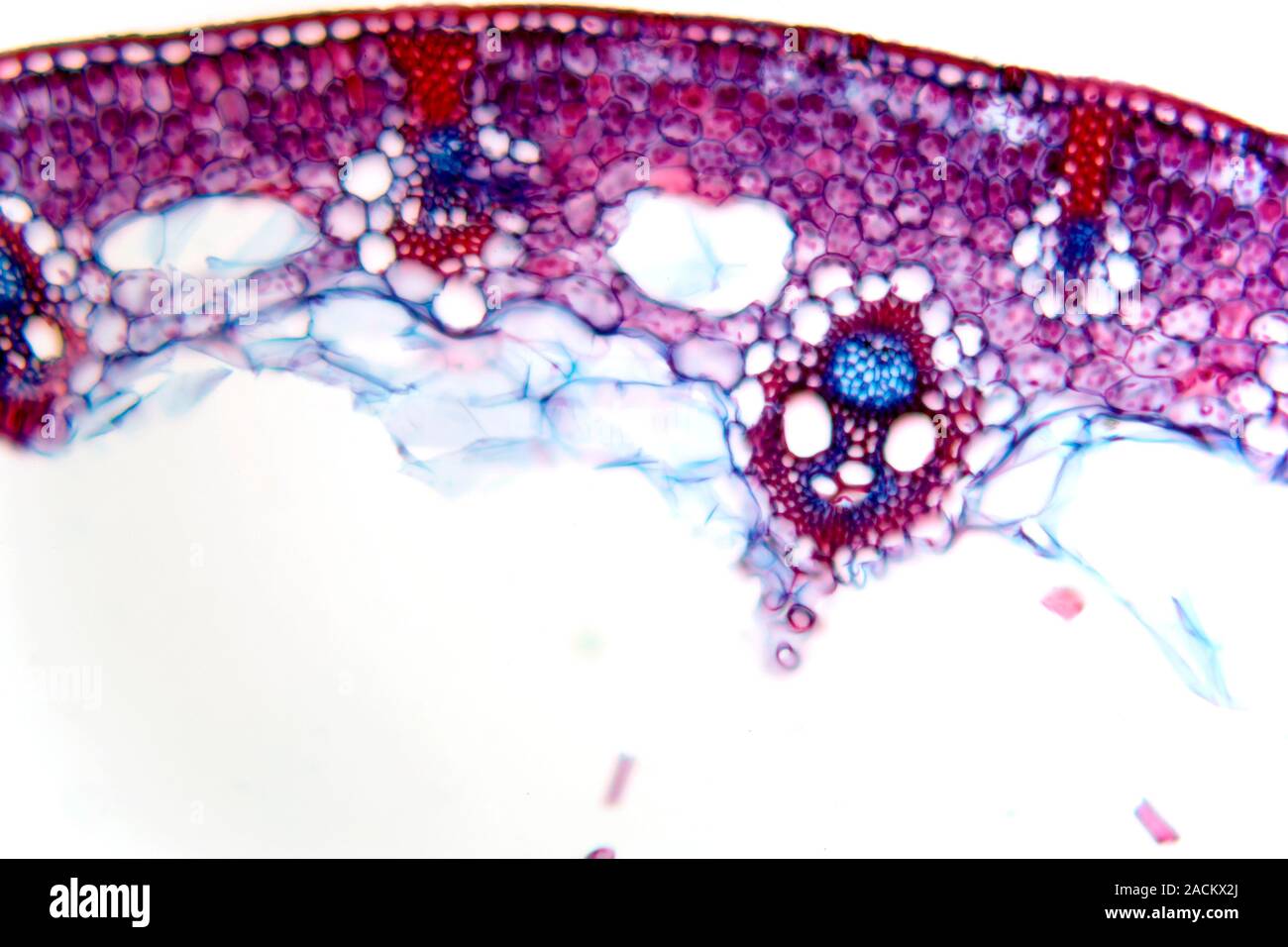 Common rush stem. Light micrograph of a section through the stem of a ...