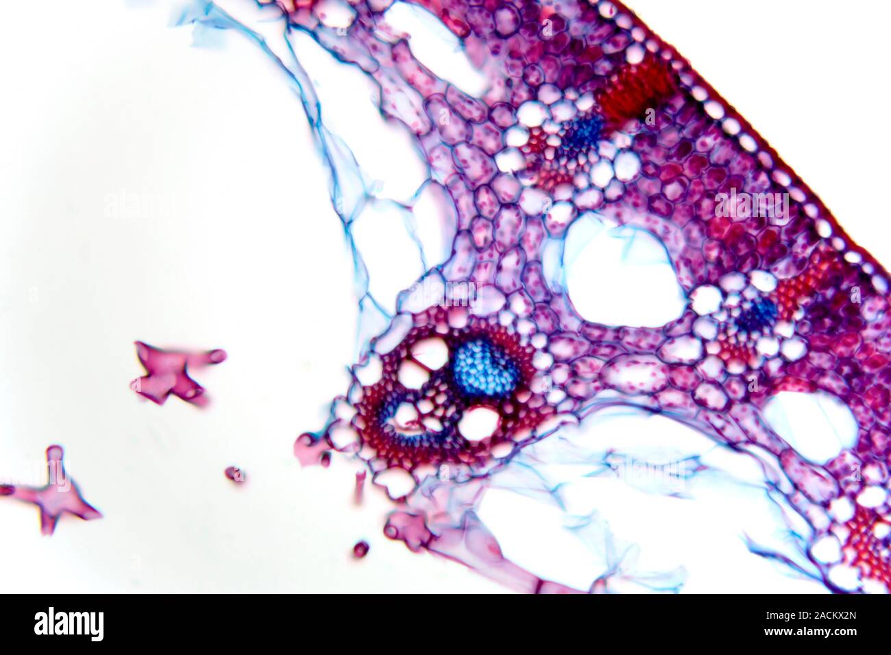 Common rush stem. Light micrograph of a section through the stem of a ...