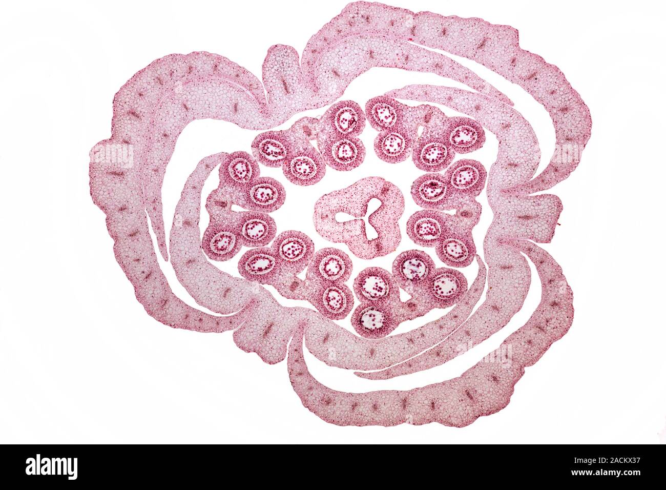 Lily flower bud. Light micrograph of a section through a young flower ...