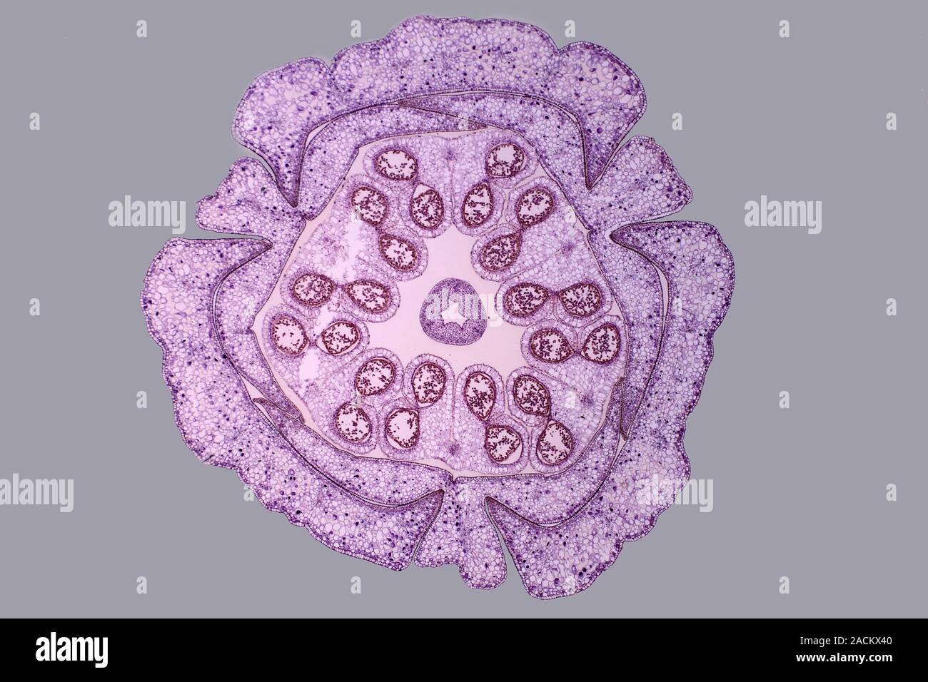 Lily flower bud. Light micrograph of a section through a young flower ...