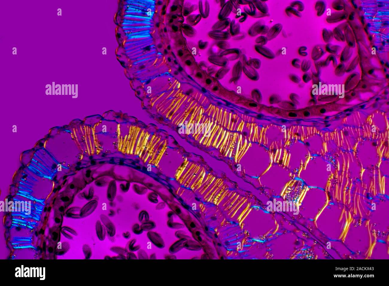 Lily flower bud. Polarised light micrograph of a section through ...