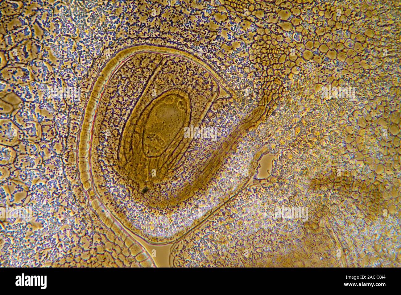Lily flower ovary. Light micrograph of a section through an ovule (ovary) from a lily (Lilium sp ...