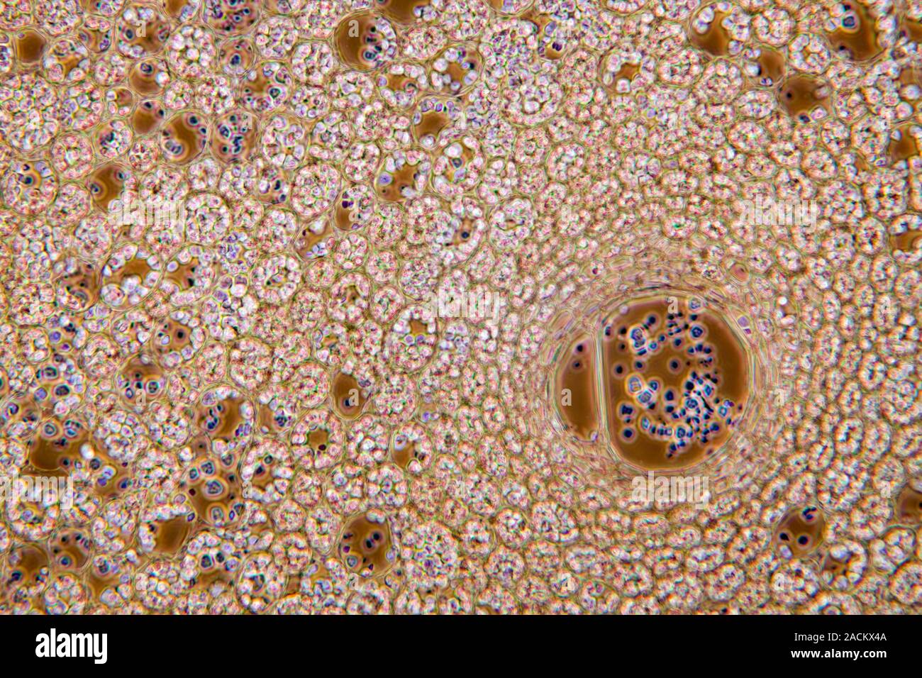Smilax root. Light micrograph of a section through a root from a China ...