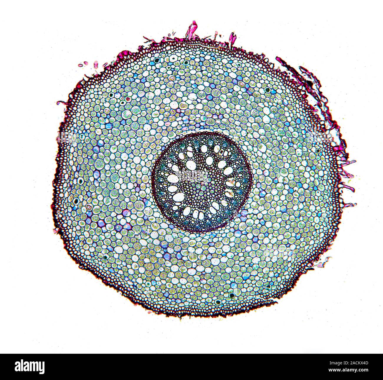 Smilax root. Light micrograph of a section through a root from a China ...