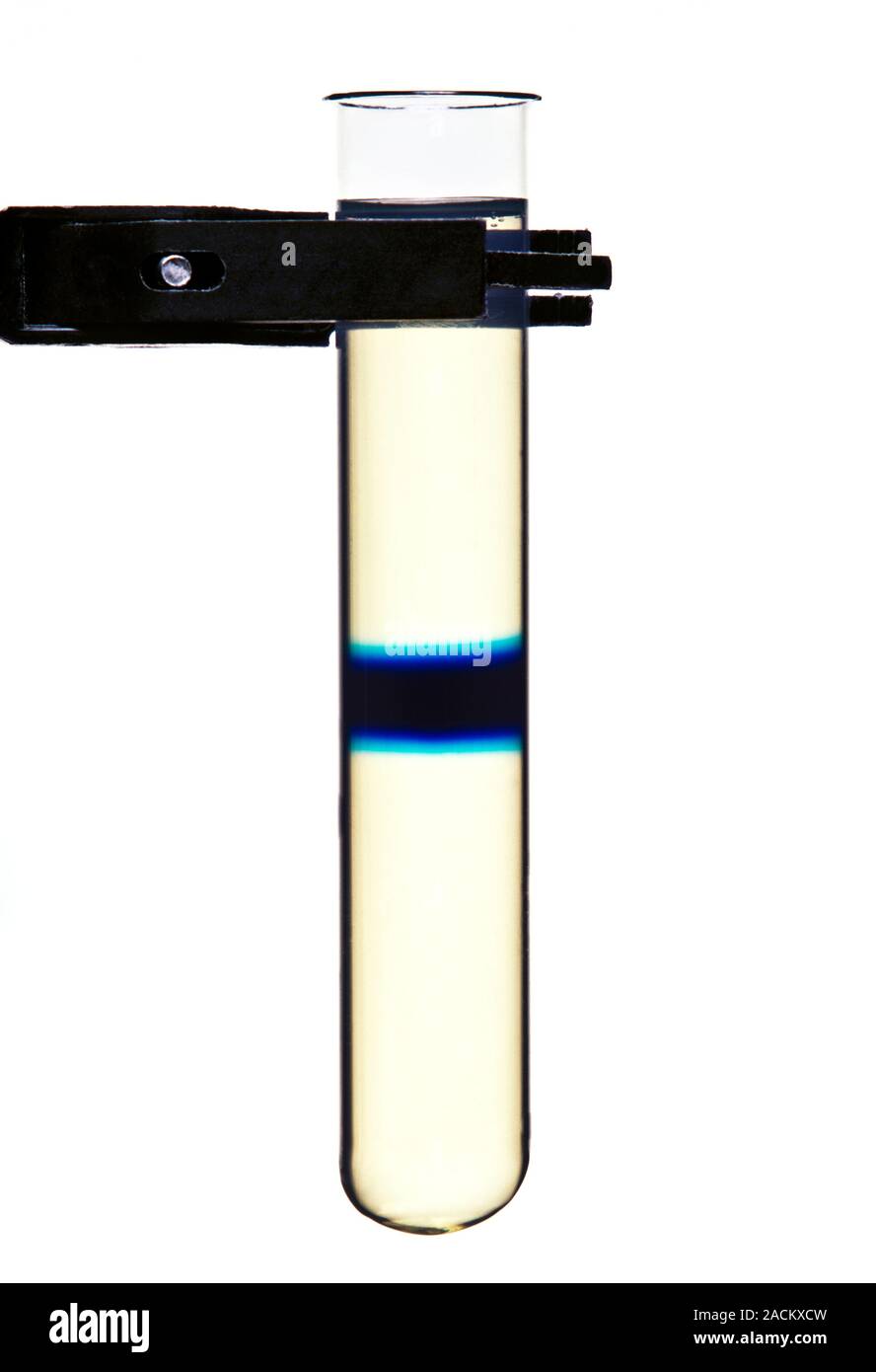 Dye diffusion in agar. Start of an experiment with methylene blue dye ...