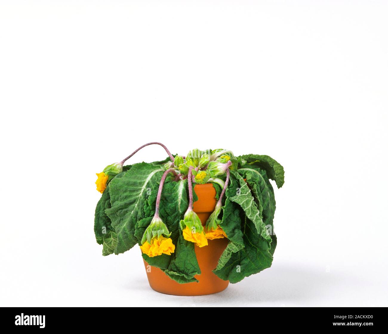 Wilting potted plant. This is a Primula plant. The plant is wilting due ...