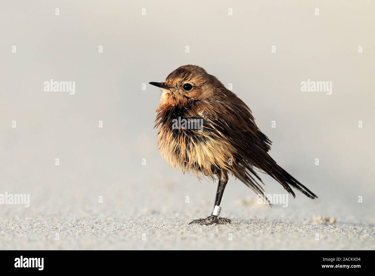 Desert wheatear hi-res stock photography and images - Alamy
