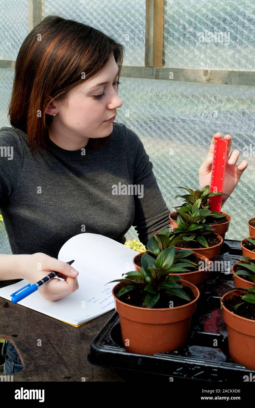 Plant growth experiment. Student using a ruler to measure the height of ...