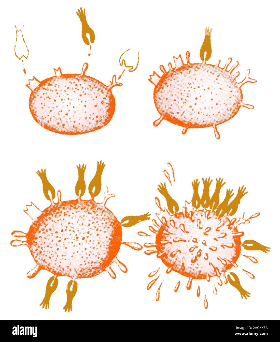 Ehrlich's side-chain theory, artwork. Coloured 1900 diagram by the ...
