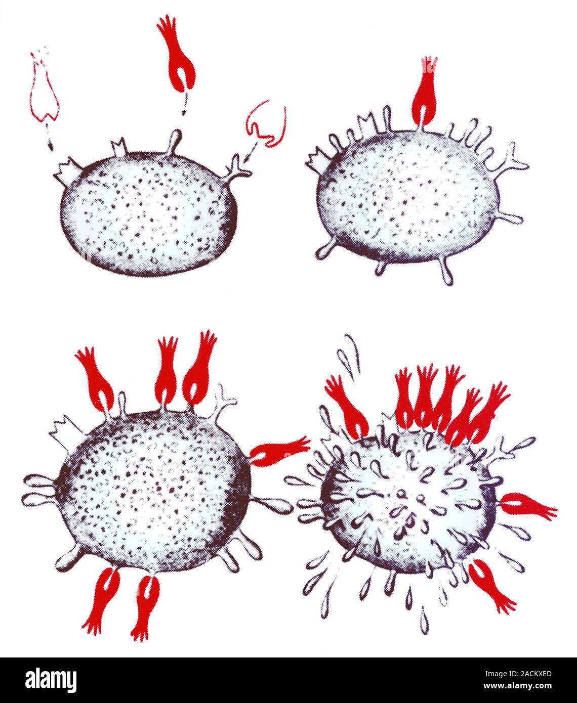 Ehrlich's side-chain theory, artwork. Coloured 1900 diagram by the ...