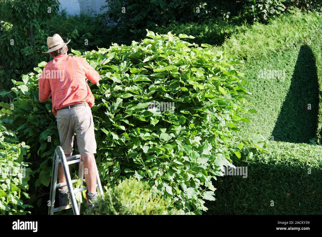 Man cutting hedges Stock Photo - Alamy