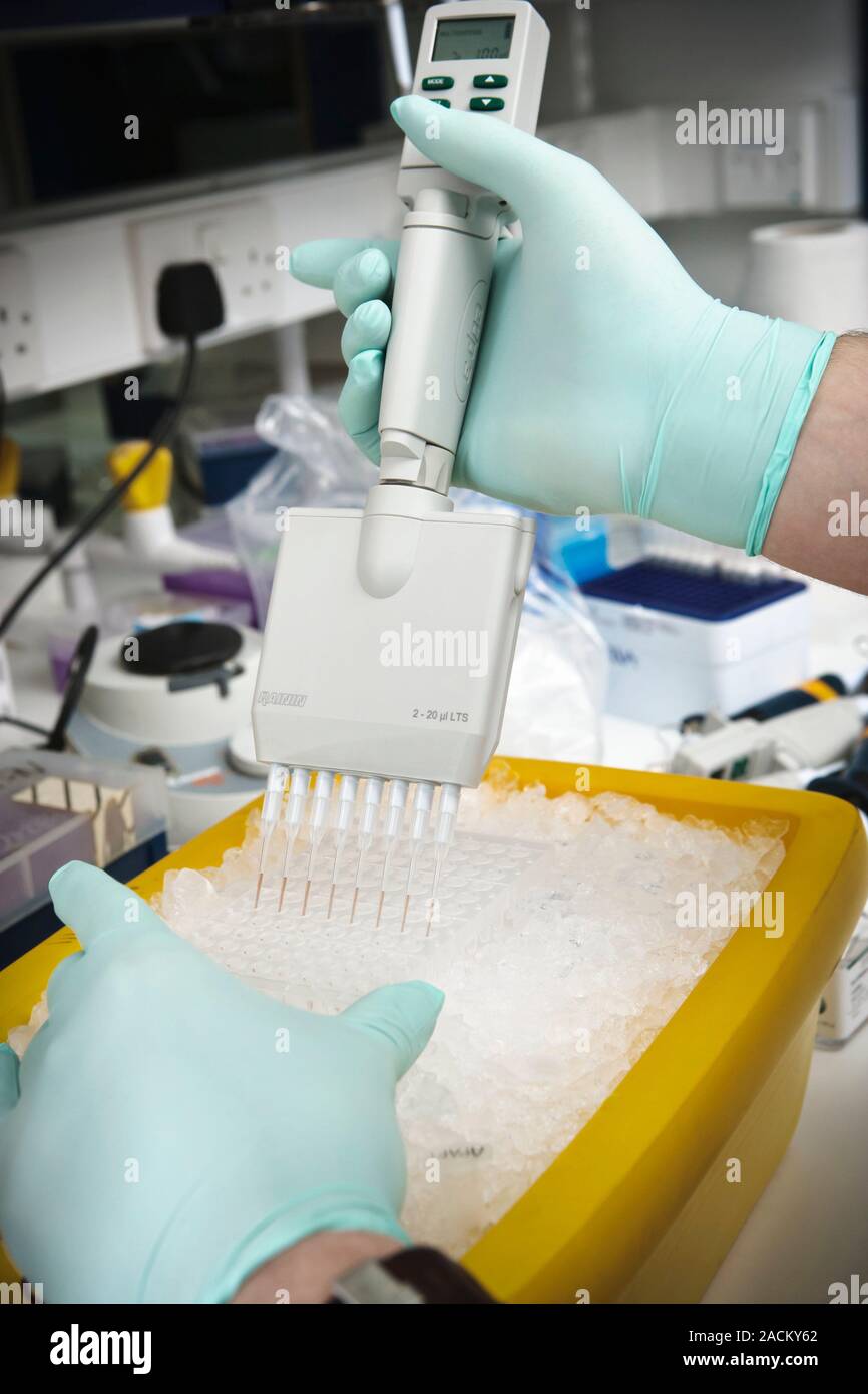 Cancer research laboratory. Researcher using a multi-pipette to fill a ...