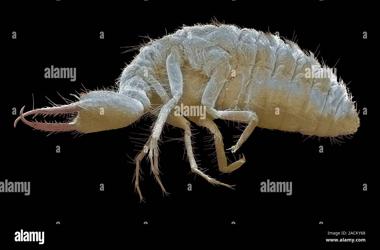 Antlion larva, coloured scanning electron micrograph (SEM). The larval ...