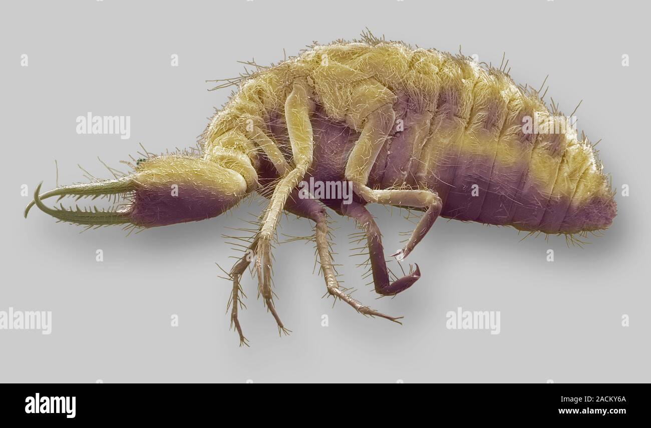Antlion larva, coloured scanning electron micrograph (SEM). The larval ...
