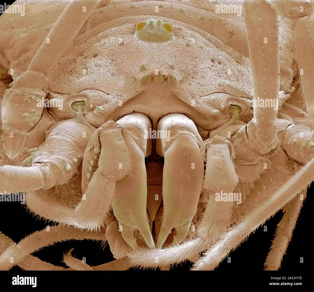Harvestman spider. Coloured scanning electron micrograph (SEM) of the ...