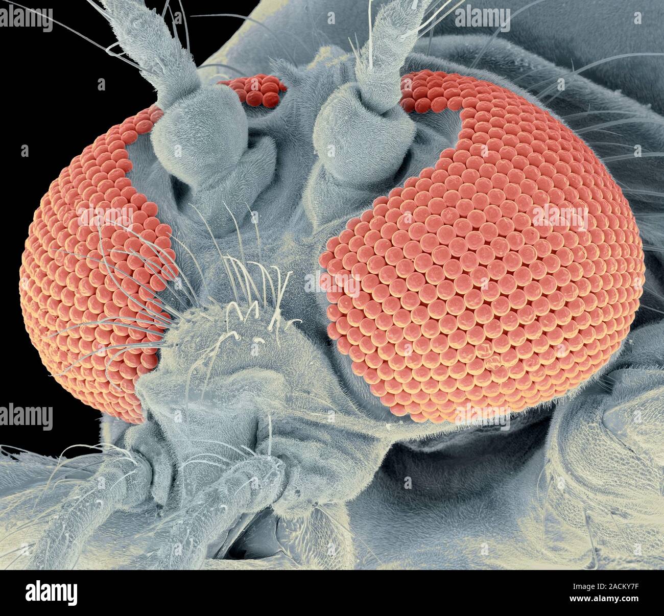 Mosquito head. Coloured scanning electron micrograph (SEM) of the head ...