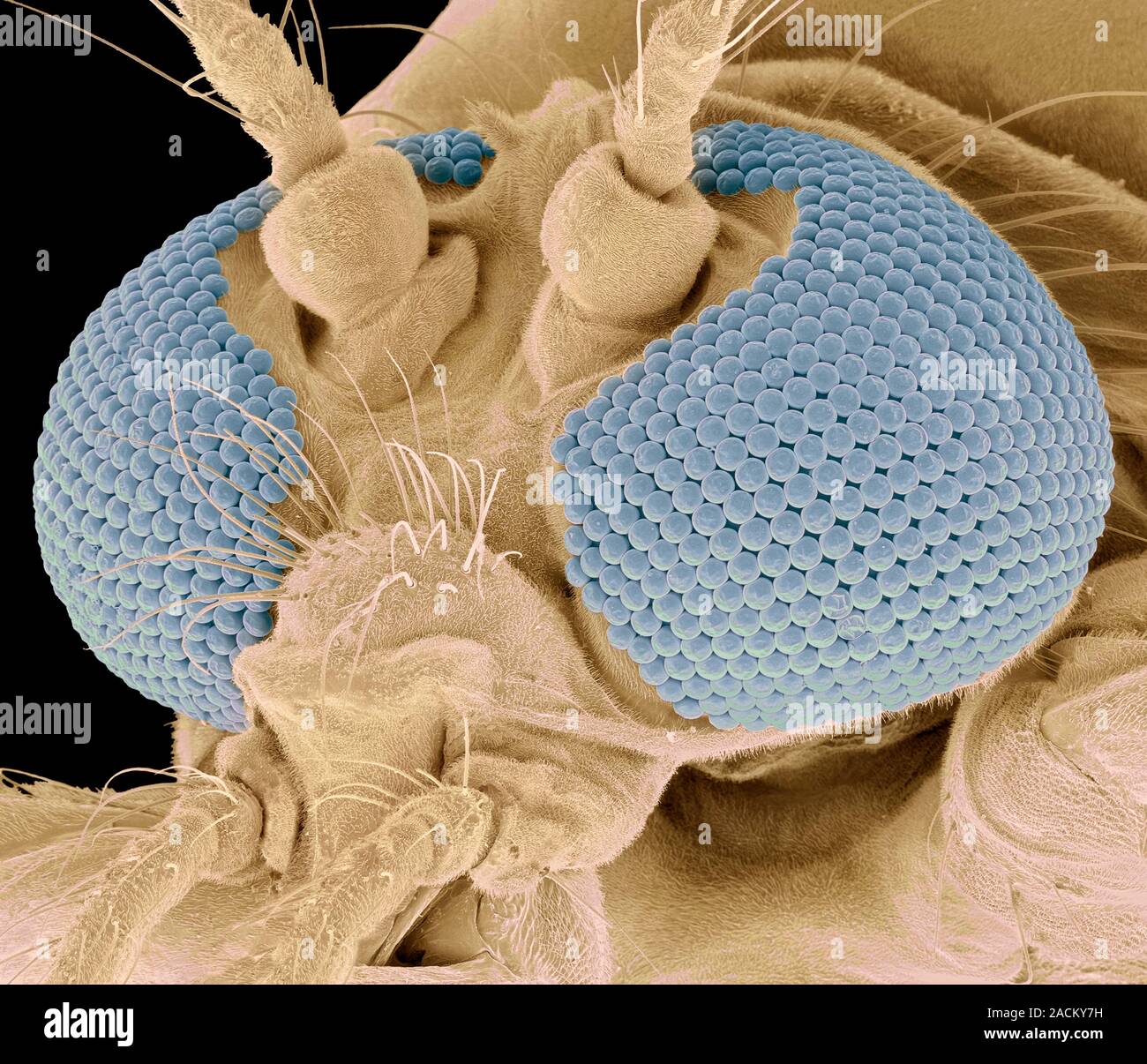 Mosquito head. Coloured scanning electron micrograph (SEM) of the head ...