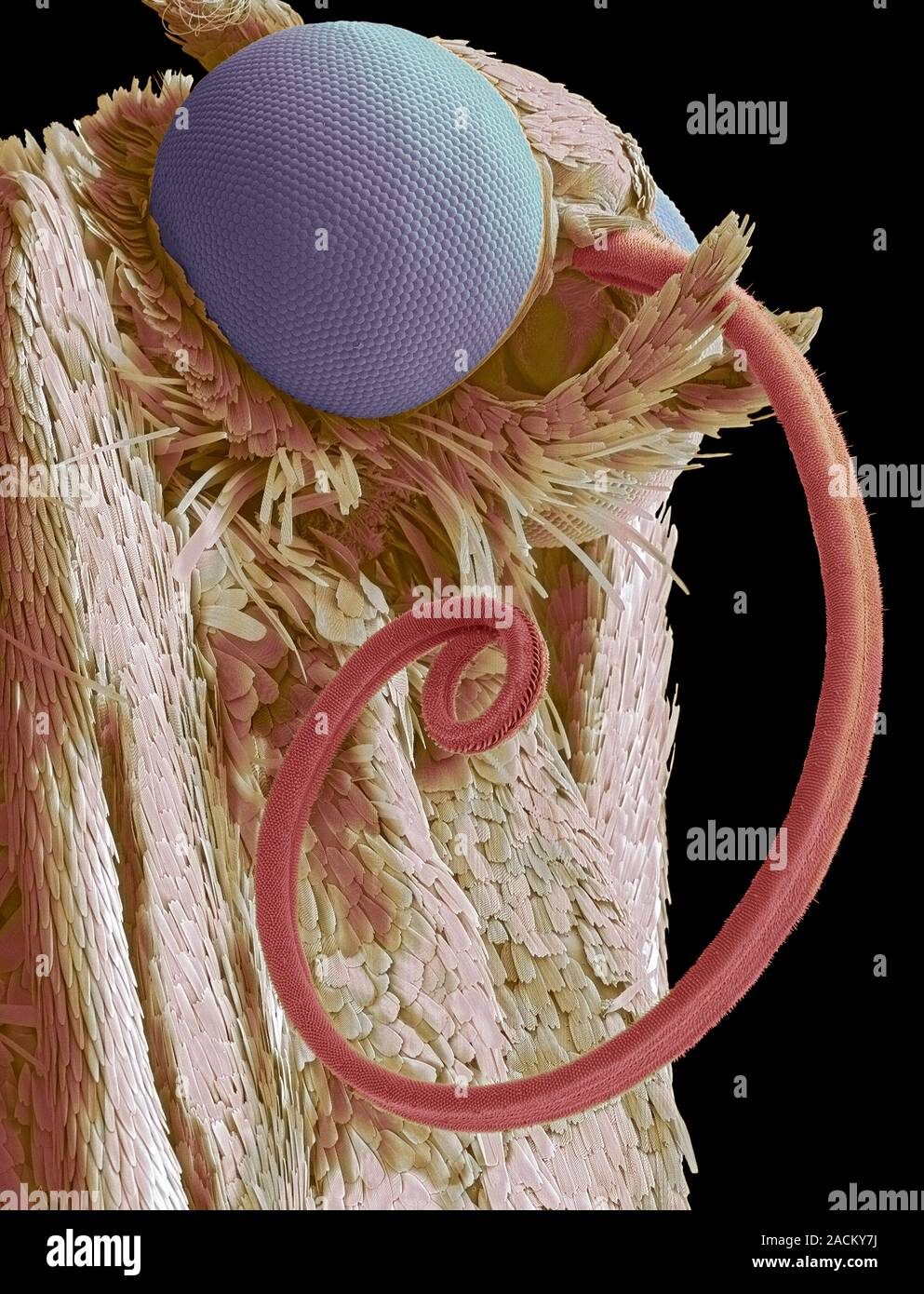 Moth head. Coloured scanning electron micrograph (SEM) of the head of a ...