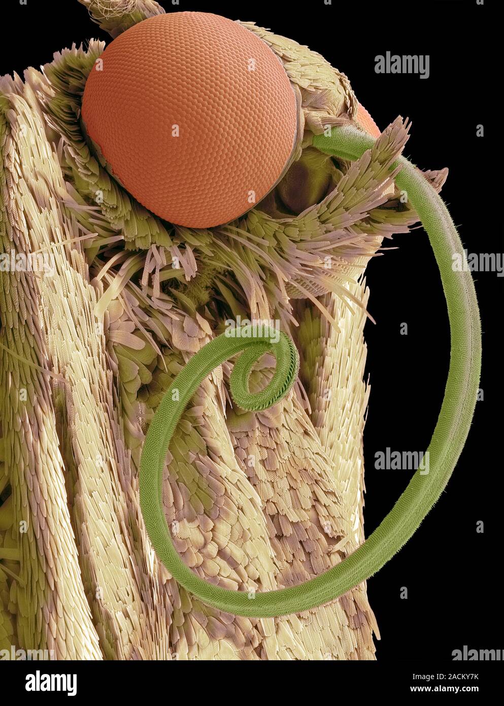 Moth head. Coloured scanning electron micrograph (SEM) of the head of a ...
