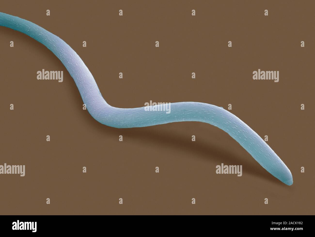Nematode worm. Coloured scanning electron micrograph (SEM) of a nematode. Nematodes, or ...