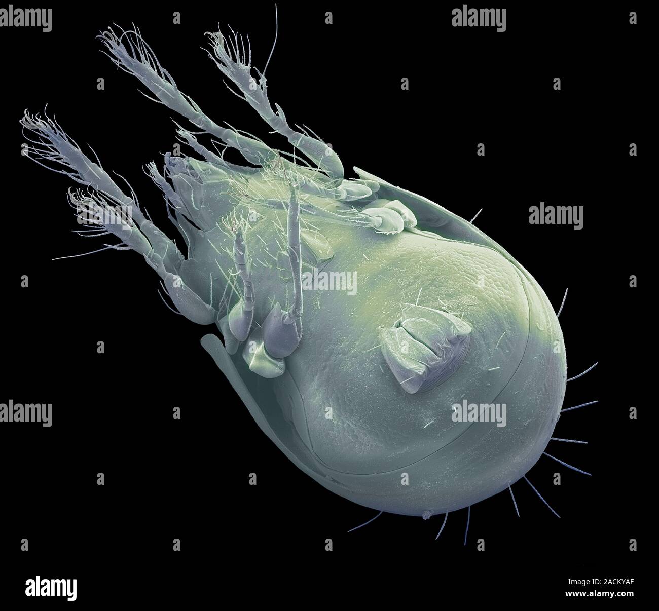 Soil mite. Coloured scanning electron micrograph (SEM) of a soil mite ...