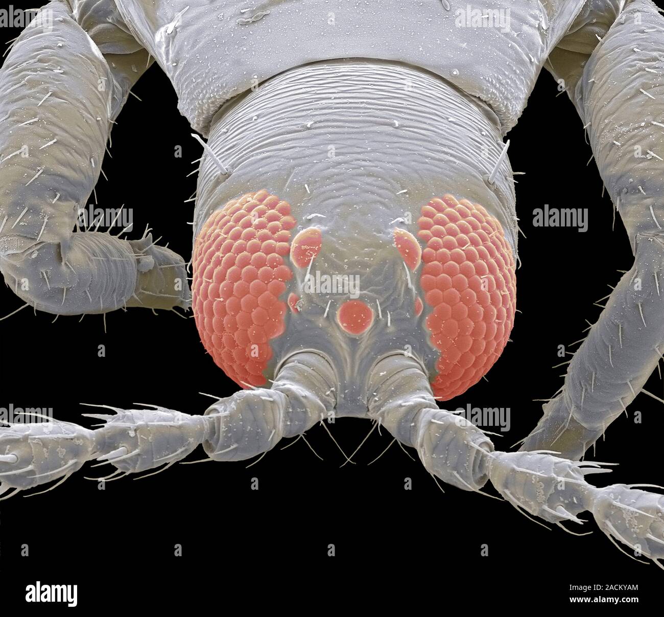 Thrip head. Coloured scanning electron micrograph (SEM) of the head of ...