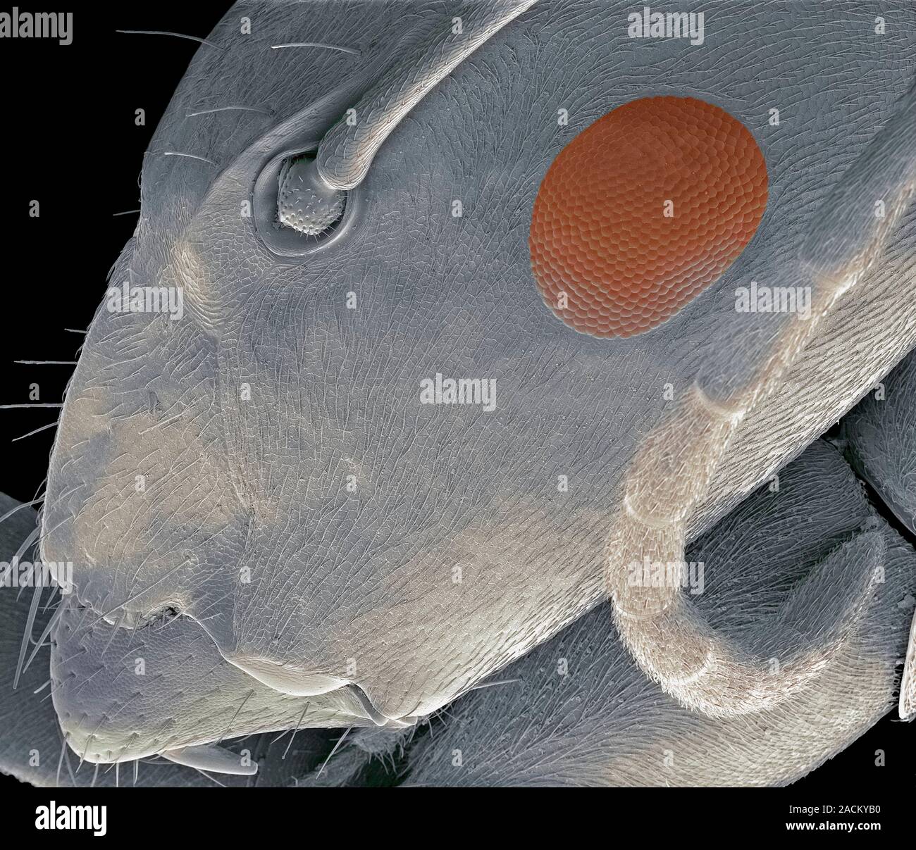 Tropical ant head. Coloured scanning electron micrograph (SEM) of the ...