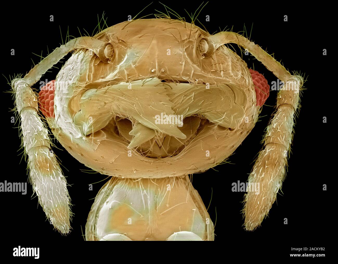 Tropical ant head. Coloured scanning electron micrograph (SEM) of the ...