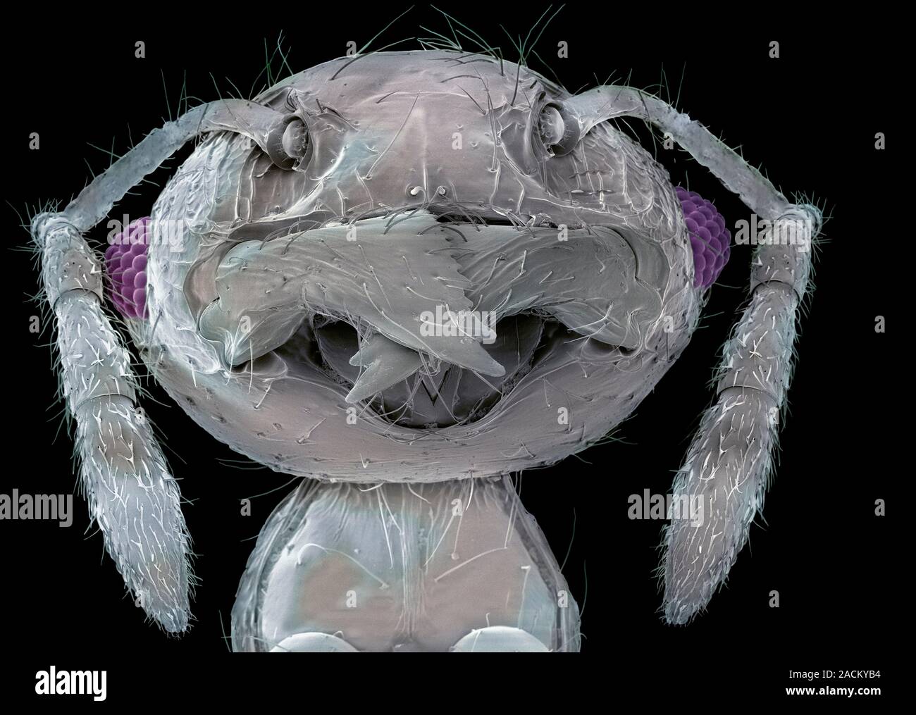 Tropical ant head. Coloured scanning electron micrograph (SEM) of the ...