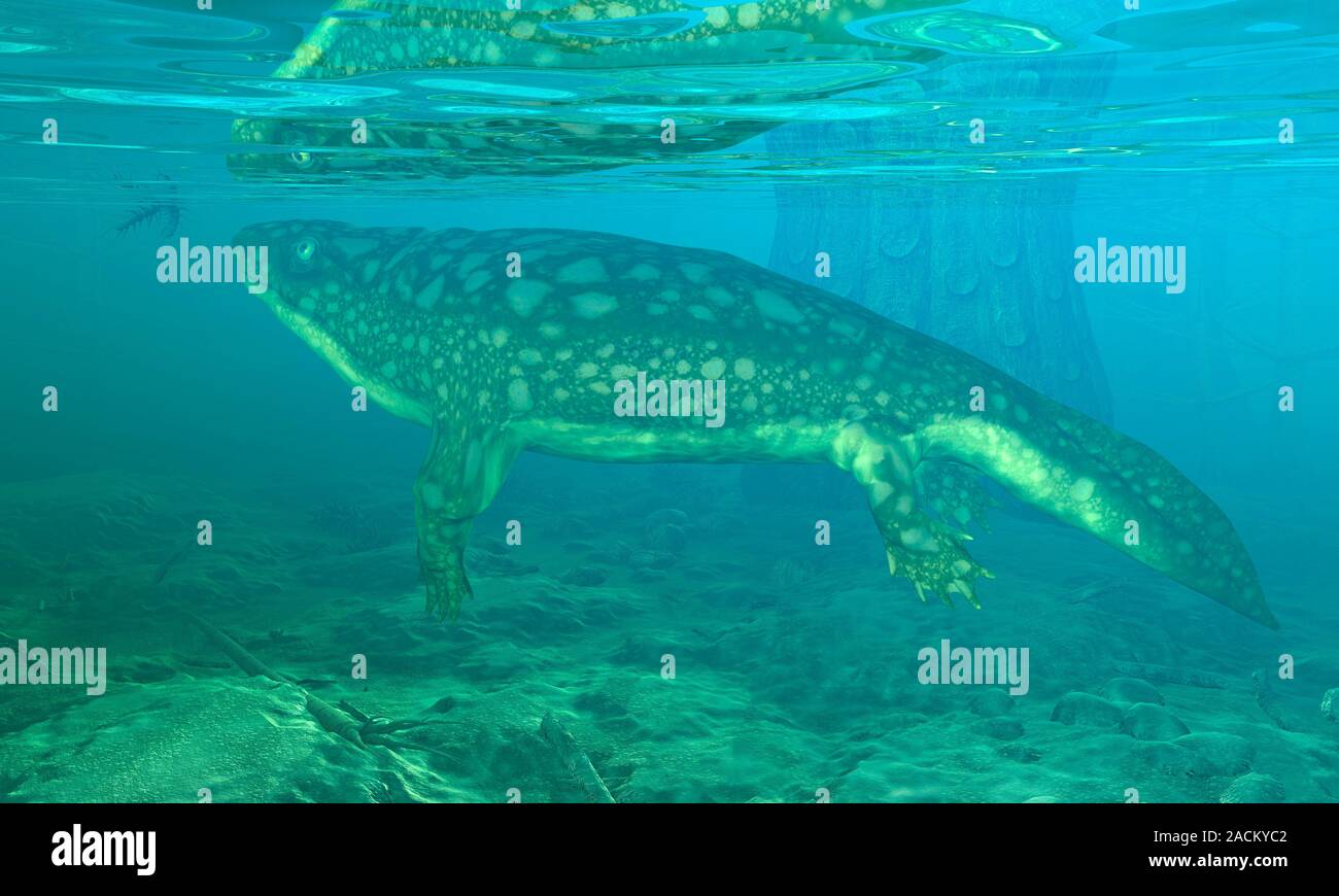 Ichthyostega. Computer artwork of a submerged Ichthyostega about to eat ...
