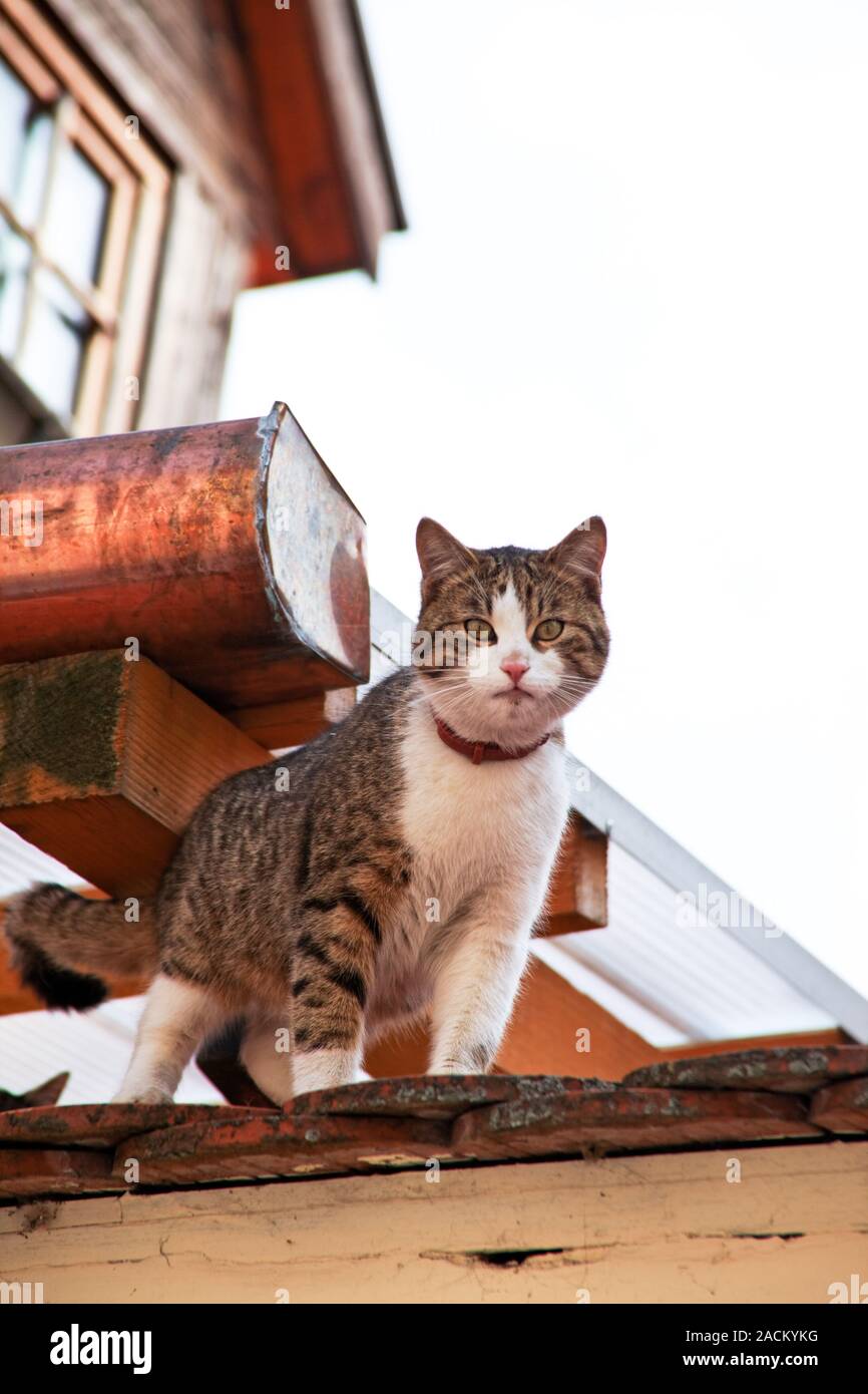 A cat on house roof hi-res stock photography and images - Alamy