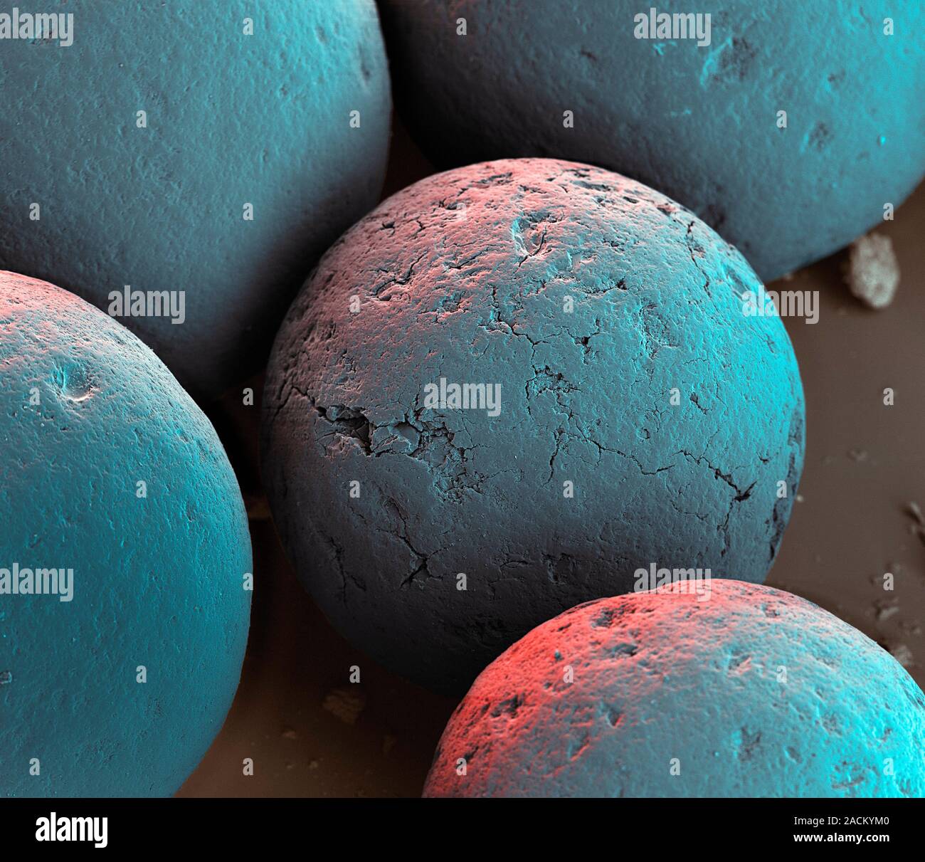 Activated carbon. Coloured scanning electron micrograph (SEM) showing ...