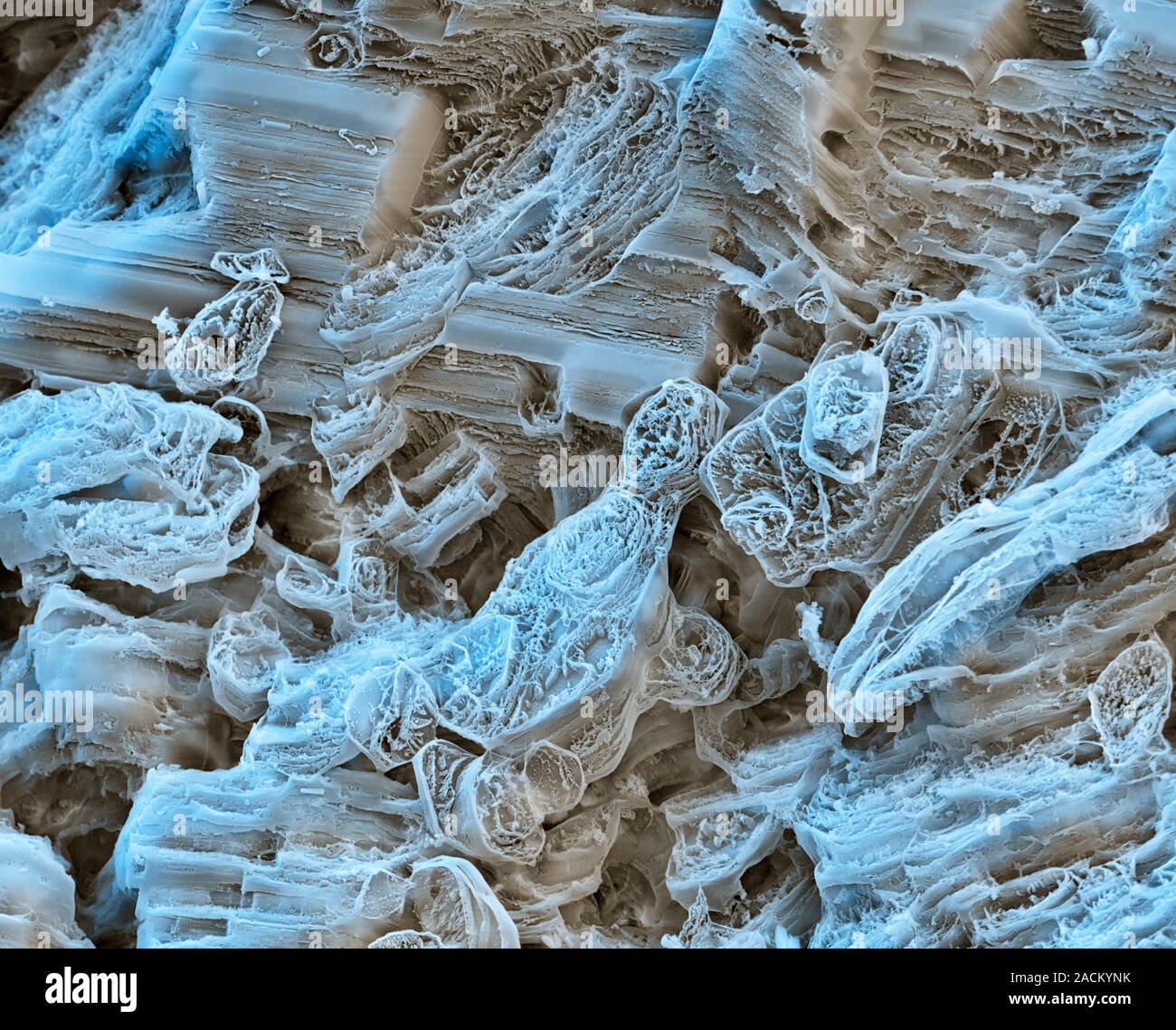 Borax crystals. Coloured scanning electron micrograph (SEM) of crystals ...