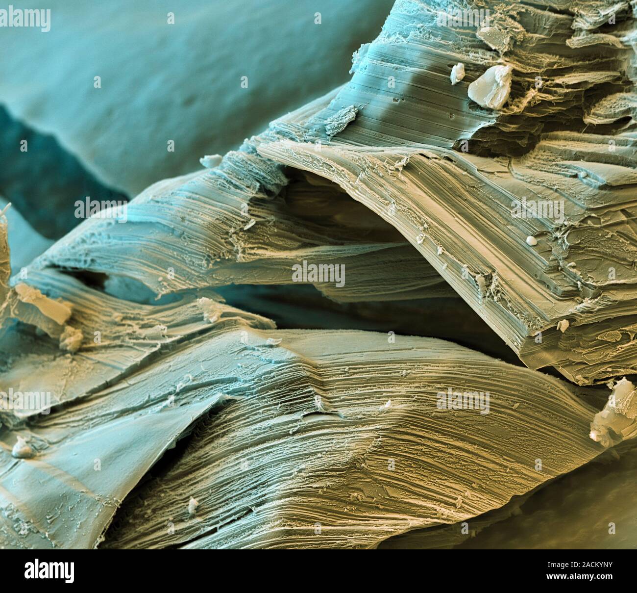 Borax crystals. Coloured scanning electron micrograph (SEM) of crystals ...
