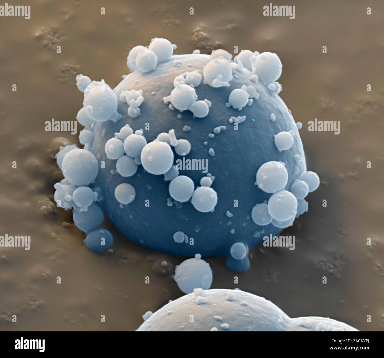 Microsphere filter particles. Scanning electron micrograph (SEM) of ...