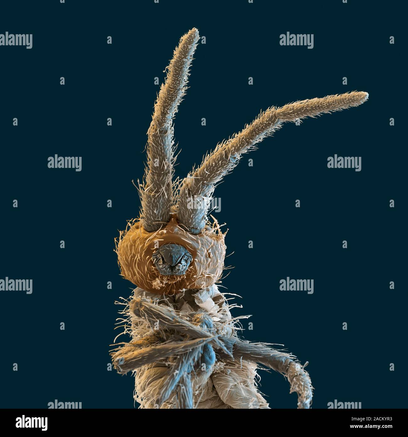 Springtail. Scanning electron micrograph of a springtail (suborder ...