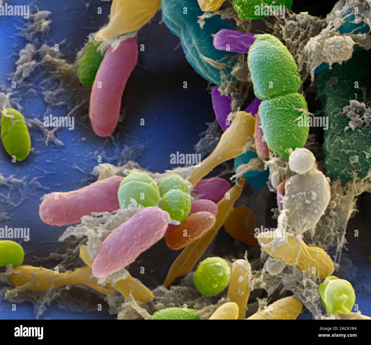 Faecal bacteria. Scanning electron micrograph (SEM) of various bacteria ...