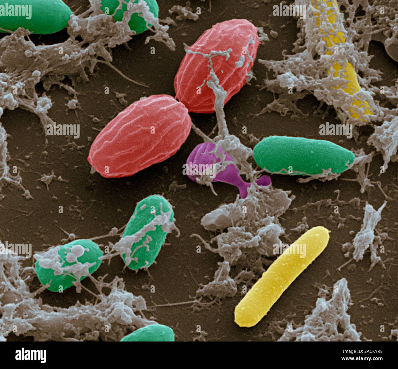 Faecal bacteria. Scanning electron micrograph (SEM) of various bacteria ...