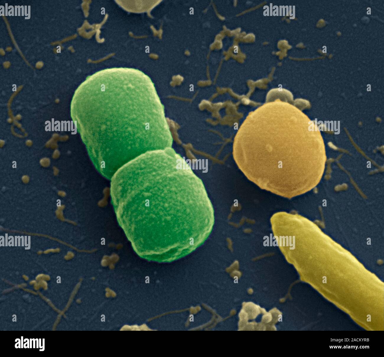 Faecal bacteria. Scanning electron micrograph (SEM) of bacteria found ...